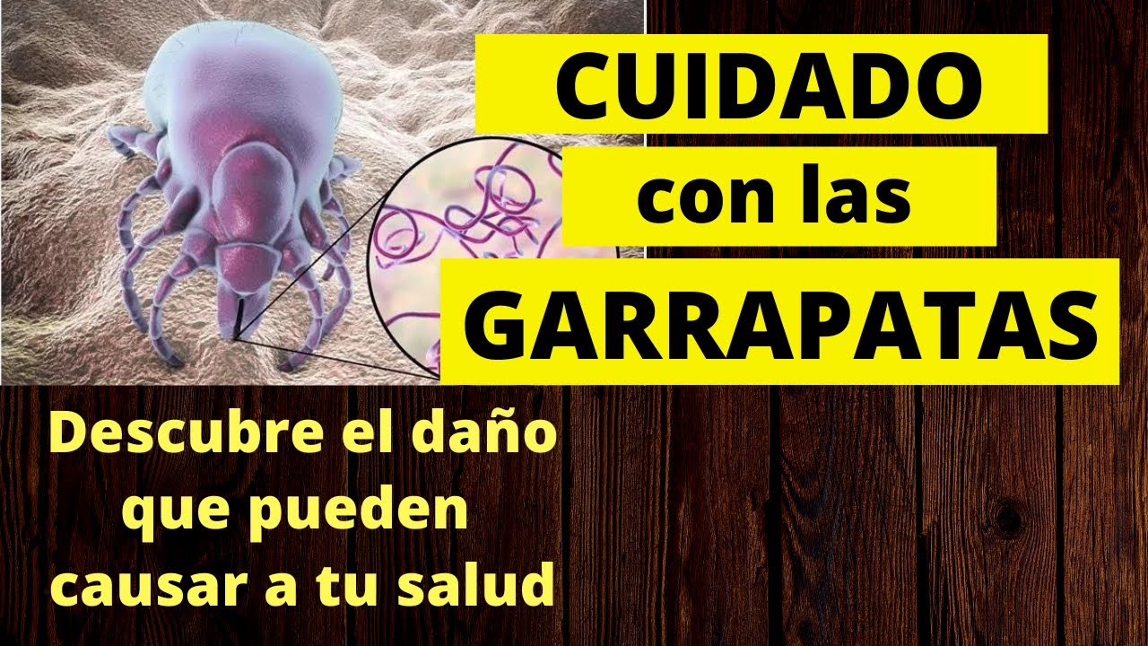 ¡Cuidado! Las Garrapatas Pueden Causar Graves Enfermedades En Los ...