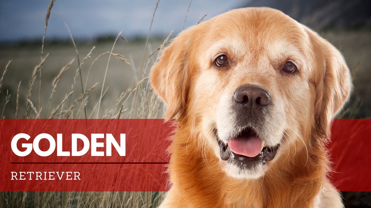 Descubre El Verdadero Color Del Golden Retriever Y Sorpréndete Con Su ...