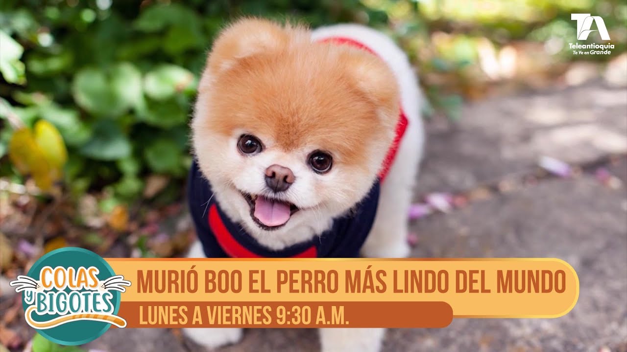 ¿Cuál Es El Perro Más Lindo Del Mundo? | Atona