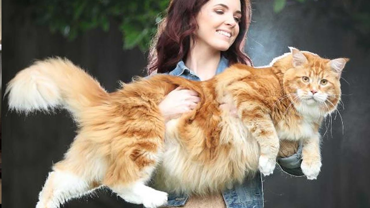 ¿Cuánto Mide Un Gato Exótico? | Atona